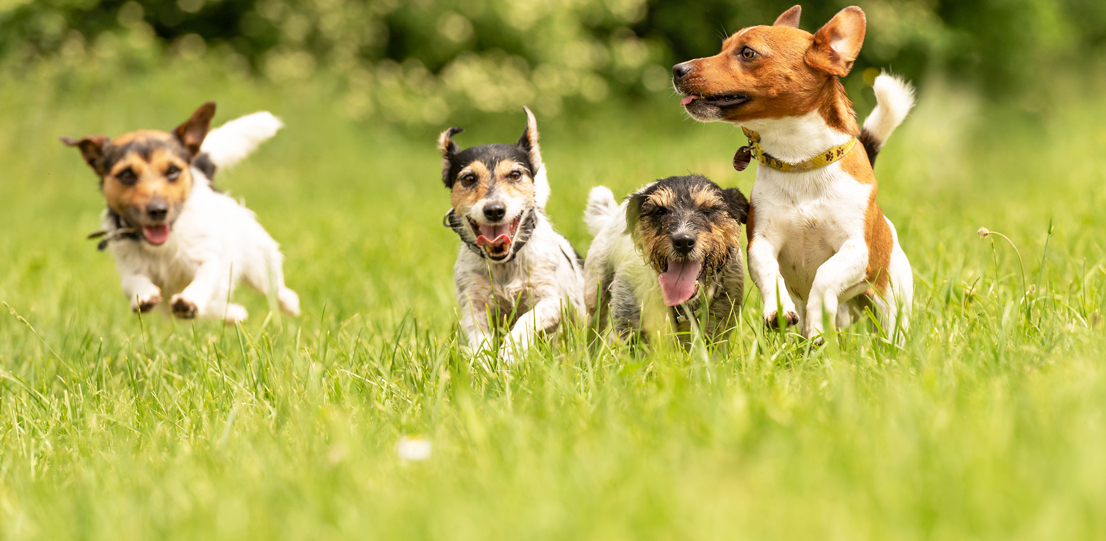 Mobile App - Triangle Animal Clinic