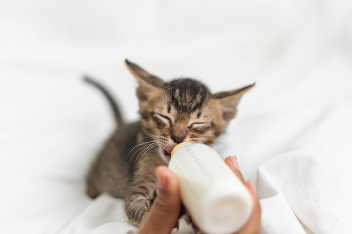 Can Cats Drink Milk? - Triangle Animal Clinic
