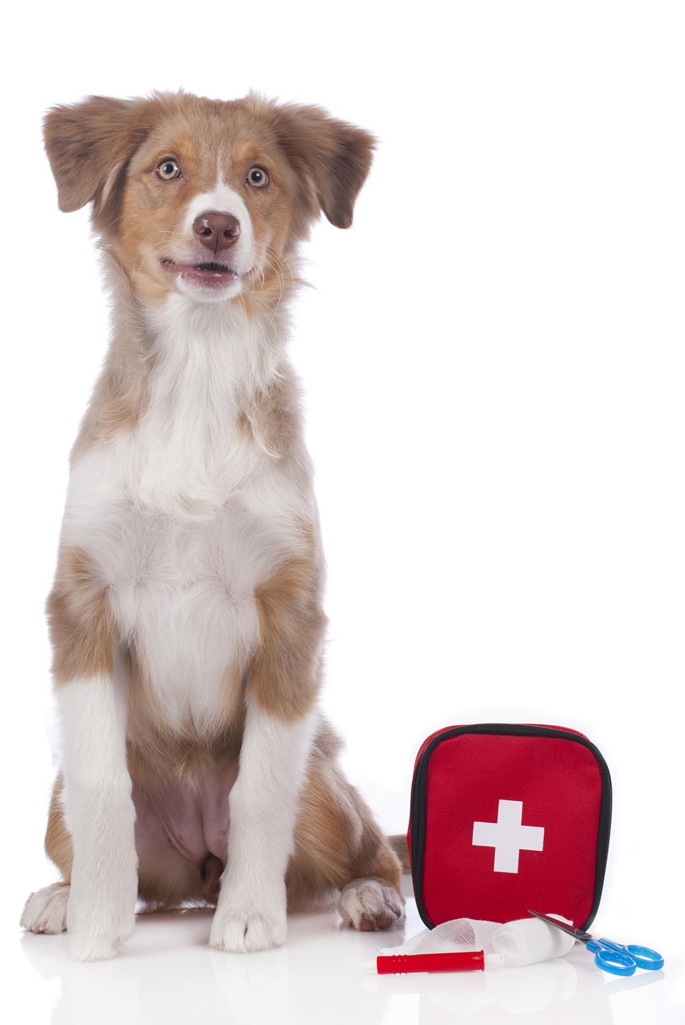 Emergency Pet Care in Conroe, TX | Triangle Animal Clinic
