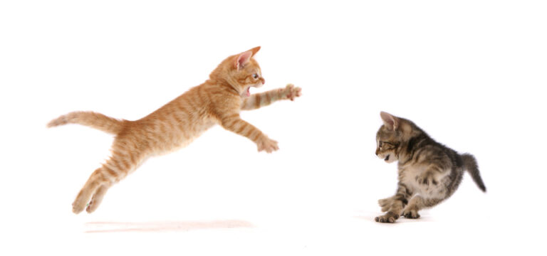 Cat Zoomies: Why Cats Are So Energetic At Night - Triangle Animal Clinic