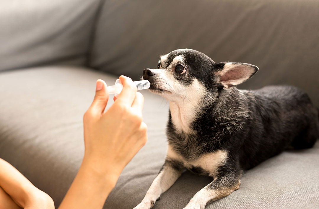 Hydrocodone Homatropine Dosage for Dogs - Triangle Animal Clinic